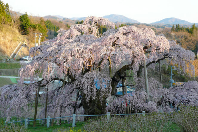 5 Fakta Tentang Musim Sakura di Jepang - Ryokotomo