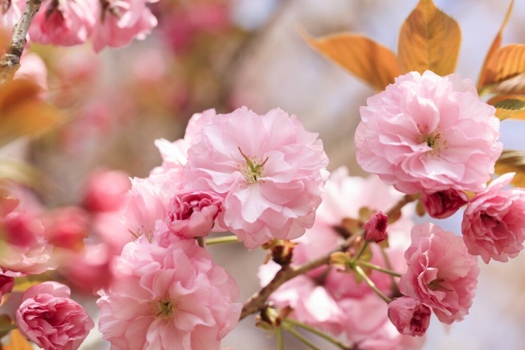 5 Fakta Tentang Musim Sakura di Jepang - Ryokotomo