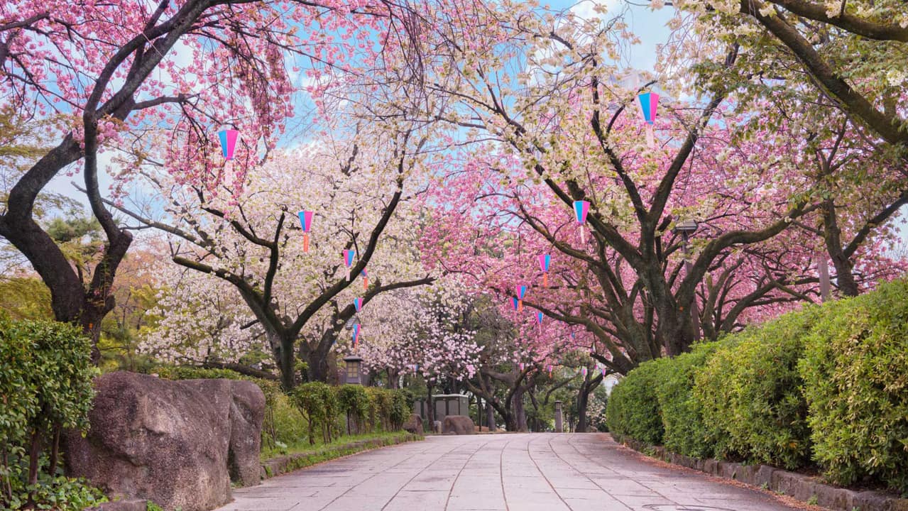 5 Fakta Tentang Musim Sakura di Jepang - Ryokotomo
