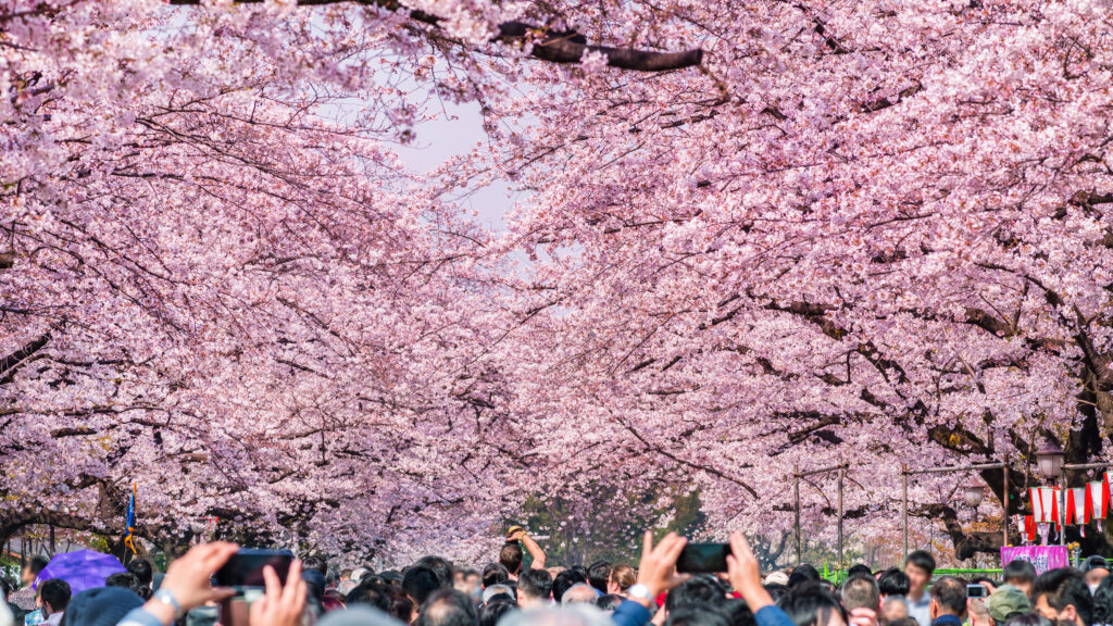 5 Fakta Tentang Musim Sakura di Jepang - Ryokotomo