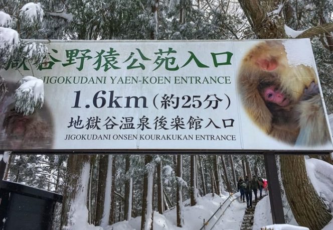 Jigokudani Yaen Koen, Pemandangan Unik Kera di Perfektur Nagano - Ryokotomo