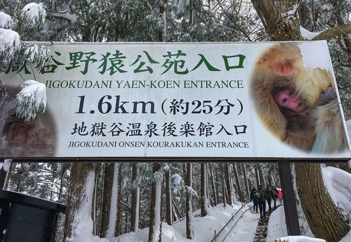 Jigokudani Yaen Koen, Pemandangan Unik Kera di Perfektur Nagano - Ryokotomo