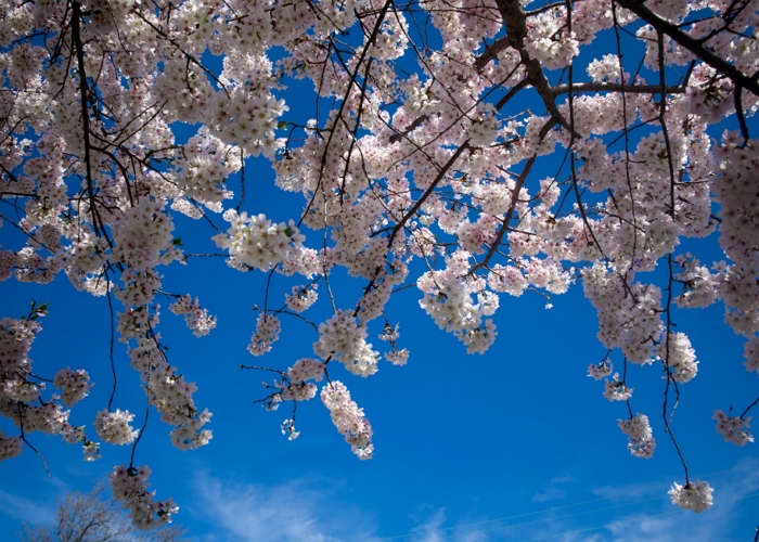 5 Pesan Bijak Dari Bunga Sakura Ryokotomo