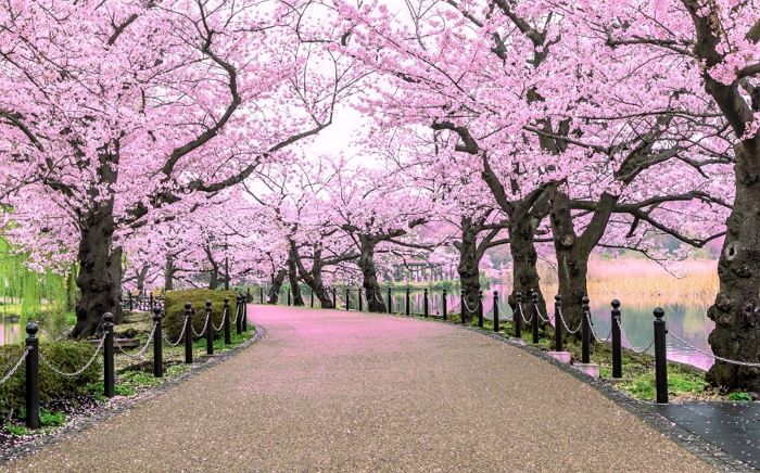 5 Pesan Bijak Dari Bunga Sakura - Ryokotomo