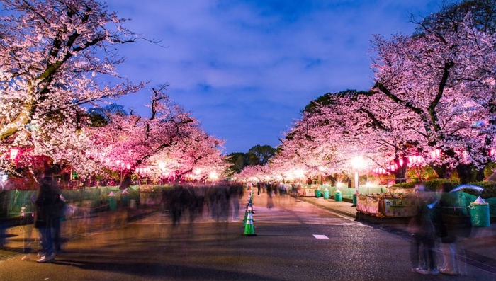 Festival Bunga Sakura Paling Terkenal di Jepang - Ryokotomo
