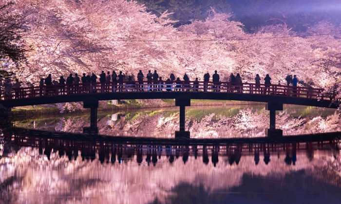 Festival Bunga Sakura Paling Terkenal di Jepang - Ryokotomo