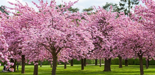 Inilah Fakta Menarik Tentang Bunga Sakura di Jepang - Ryokotomo
