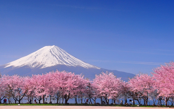 Inilah Fakta Menarik Tentang Bunga Sakura di Jepang - Ryokotomo