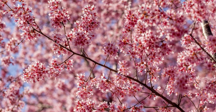 Inilah Fakta Menarik Tentang Bunga Sakura di Jepang - Ryokotomo