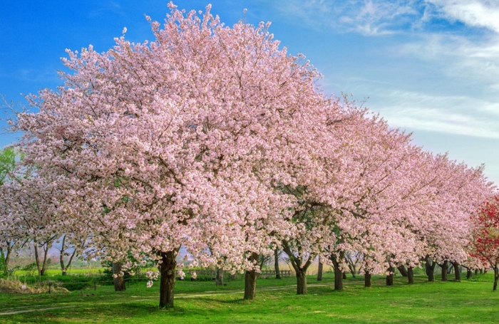 Inilah Fakta Menarik Tentang Bunga Sakura di Jepang - Ryokotomo