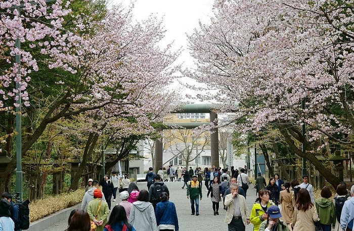 Jadwal Festival Bunga Sakura di jepang Tahun 2024 - Ryokotomo