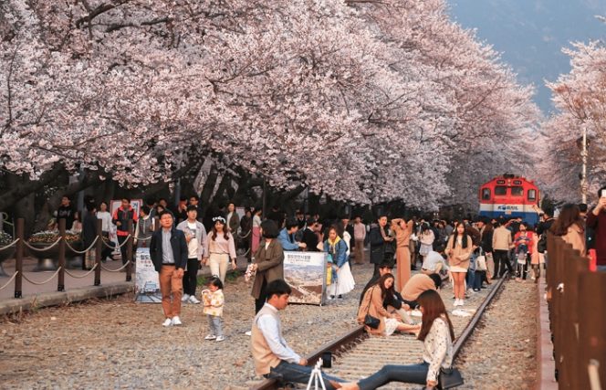 Mengenal Hanami Salah Satu Festival Bunga Sakura di Jepang - Ryokotomo