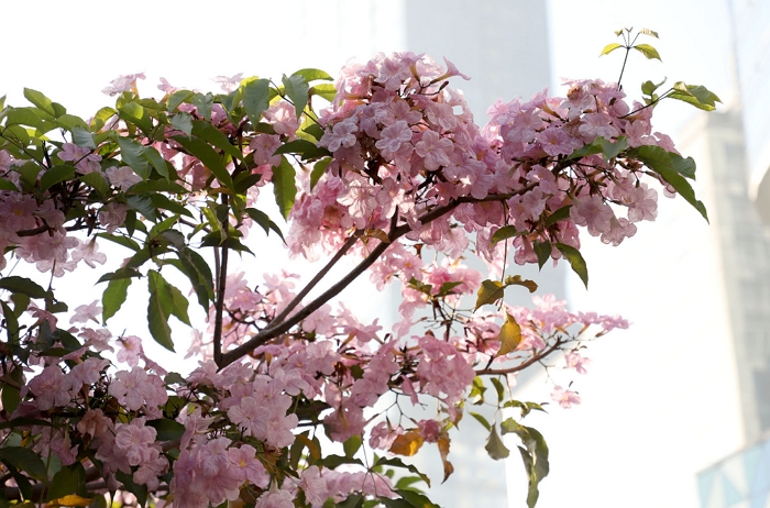 Perbedaan Bunga Sakura Dan Tabebuya Ryokotomo