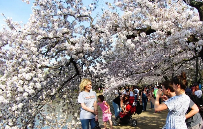 Tips Agar Bisa Menikmati Keindahan Bunga Sakura di Jepang - Ryokotomo
