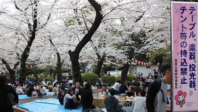 Tips Agar Bisa Menikmati Keindahan Bunga Sakura di Jepang - Ryokotomo