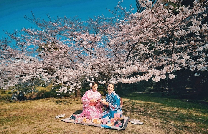 Tips Agar Bisa Menikmati Keindahan Bunga Sakura di Jepang - Ryokotomo